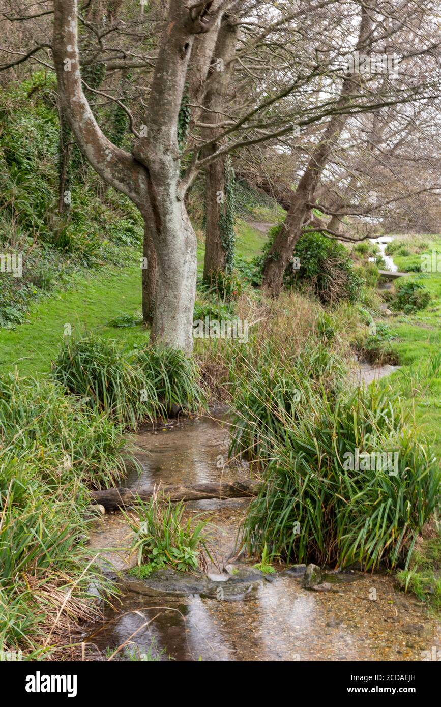 a serene and tranquil stream running through some woodland with trees ...