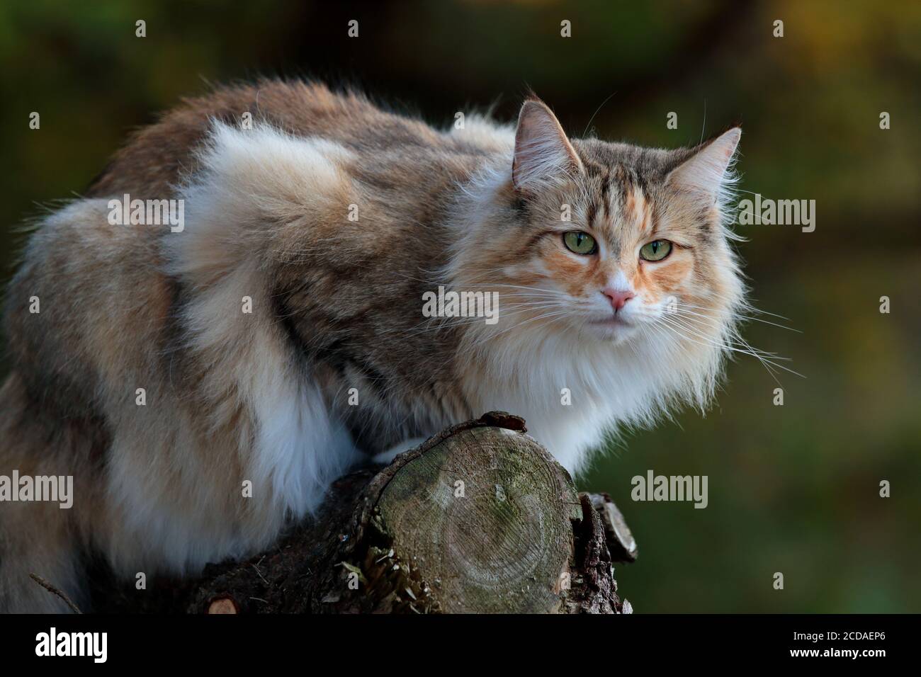 A beautiful norwegian forest cat female in autumnal scenery Stock Photo ...