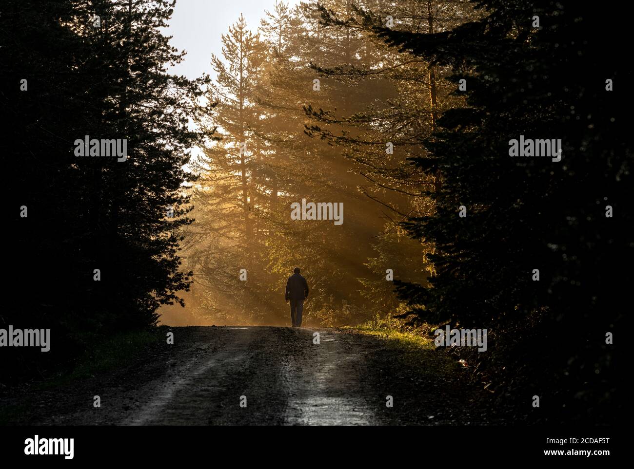 Silhouette Lonely man walking away on misty road in the forest Stock ...