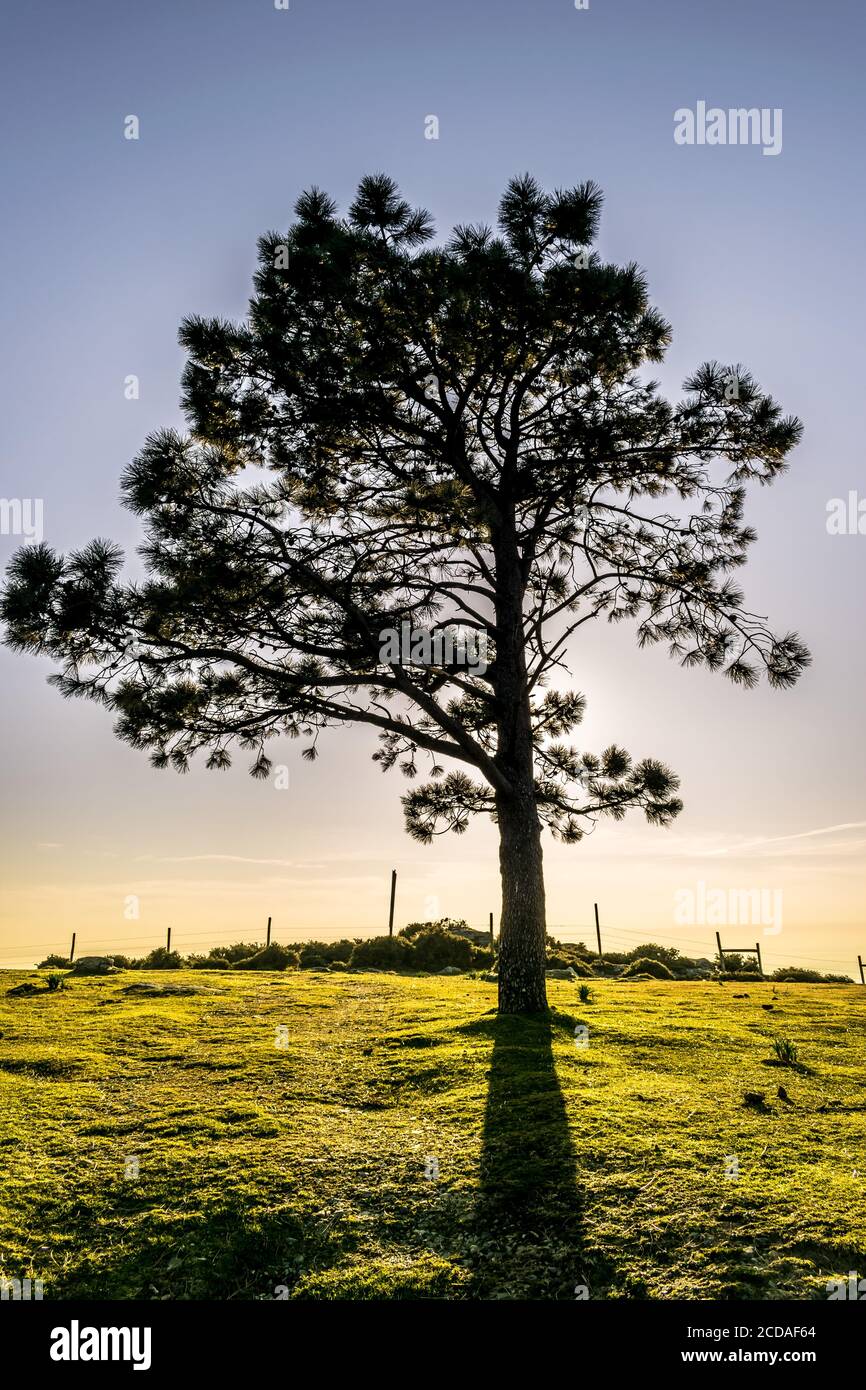 Vertical shot of a tall tree on a sunny day Stock Photo - Alamy