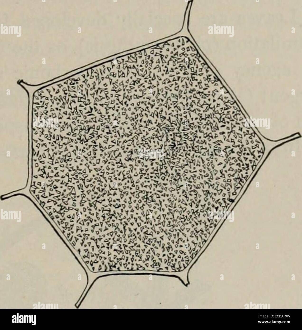 Raphides hi-res stock photography and images - Alamy