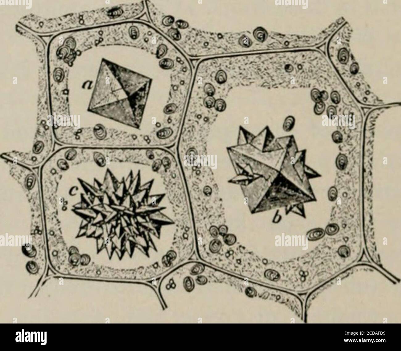 . The microscopy of vegetable foods, with special reference to the ...