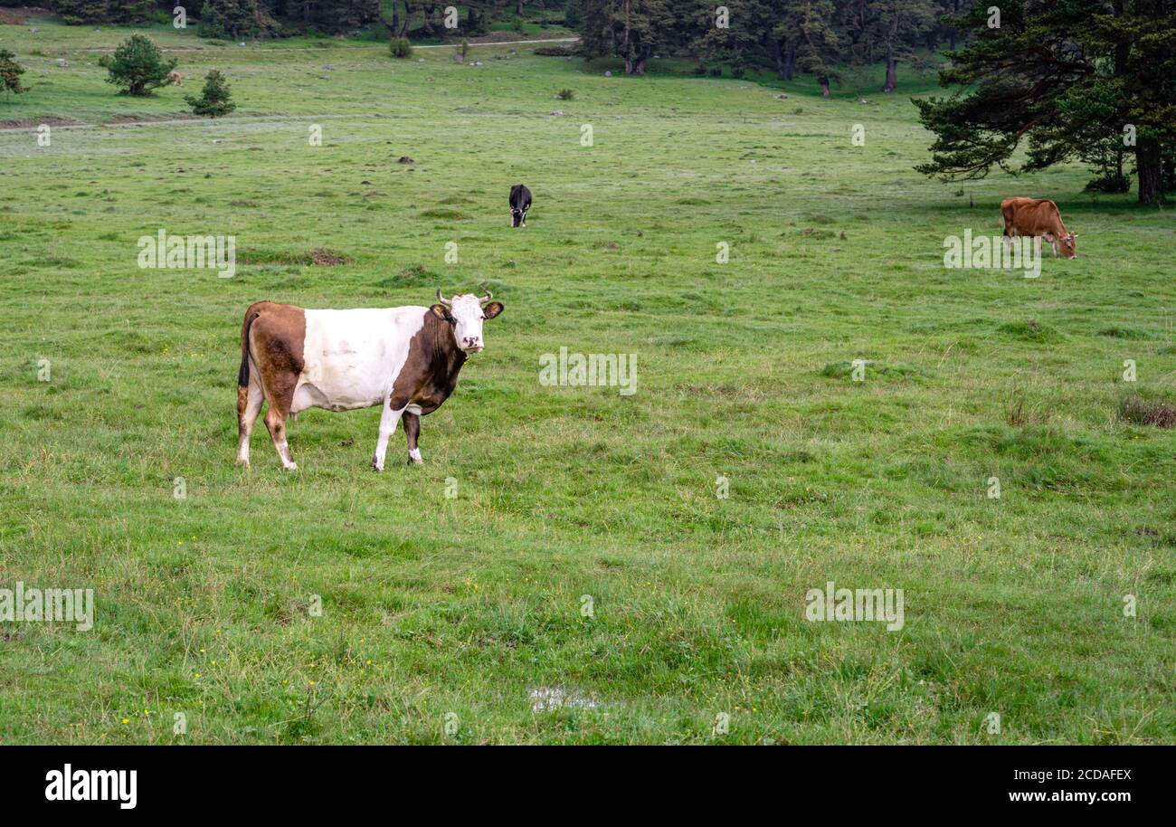 Turkey cows hi-res stock photography and images - Alamy