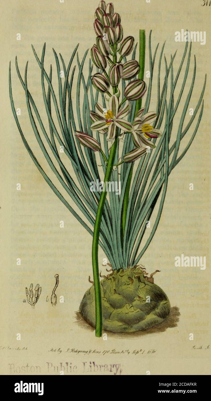 Viscous teeth hi-res stock photography and images - Alamy