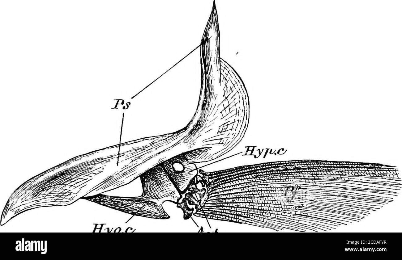 Perch skeleton Black and White Stock Photos & Images - Alamy