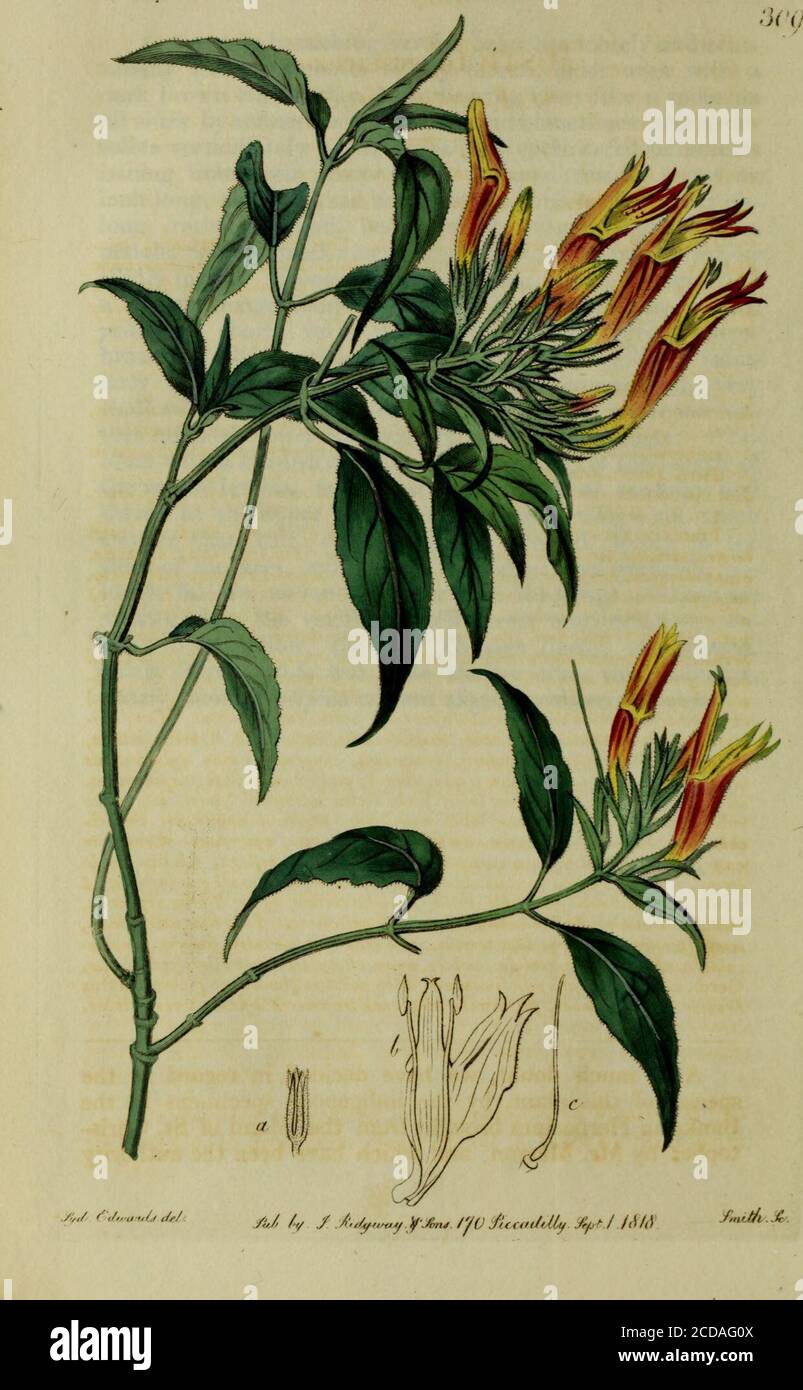 Yellow bilabiate flowers hi-res stock photography and images - Alamy