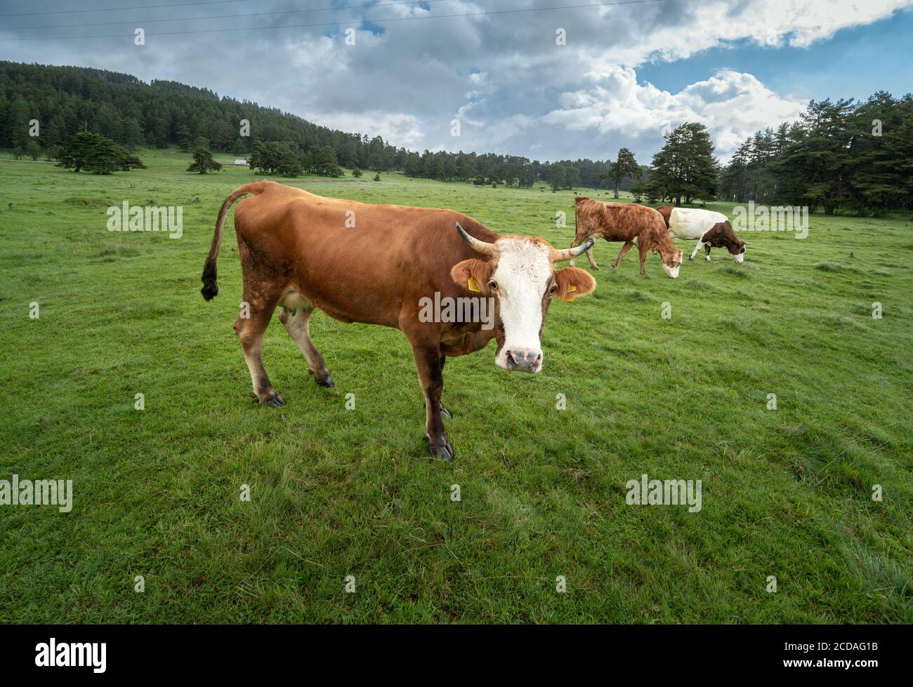Turkey cows trees hi-res stock photography and images - Alamy
