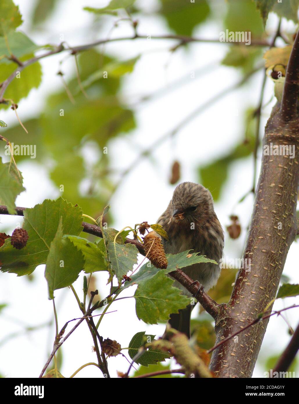 British passerines hi-res stock photography and images - Alamy