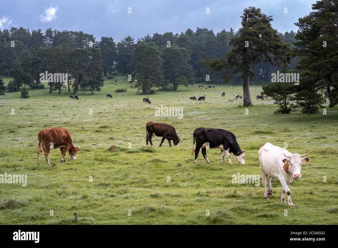 Turkey cows trees hi-res stock photography and images - Alamy