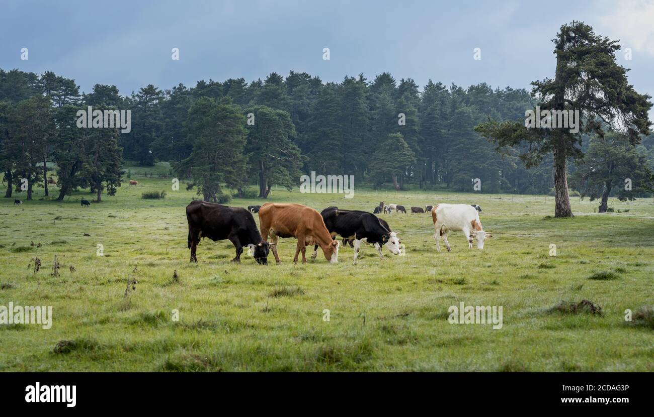 Turkey cows trees hi-res stock photography and images - Alamy