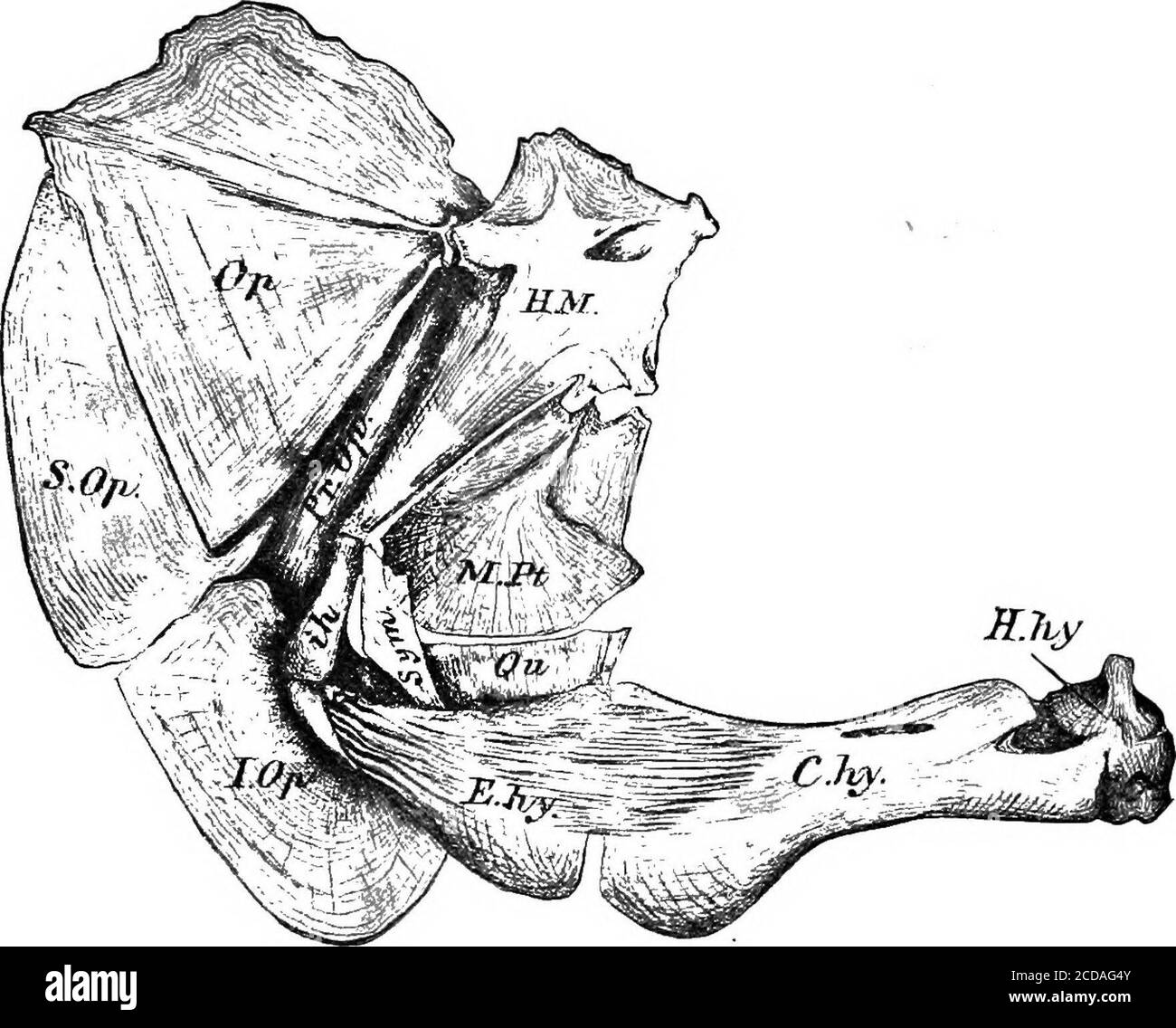 . The skeleton of the black bass . ual specimen, by theauthor, from his ...