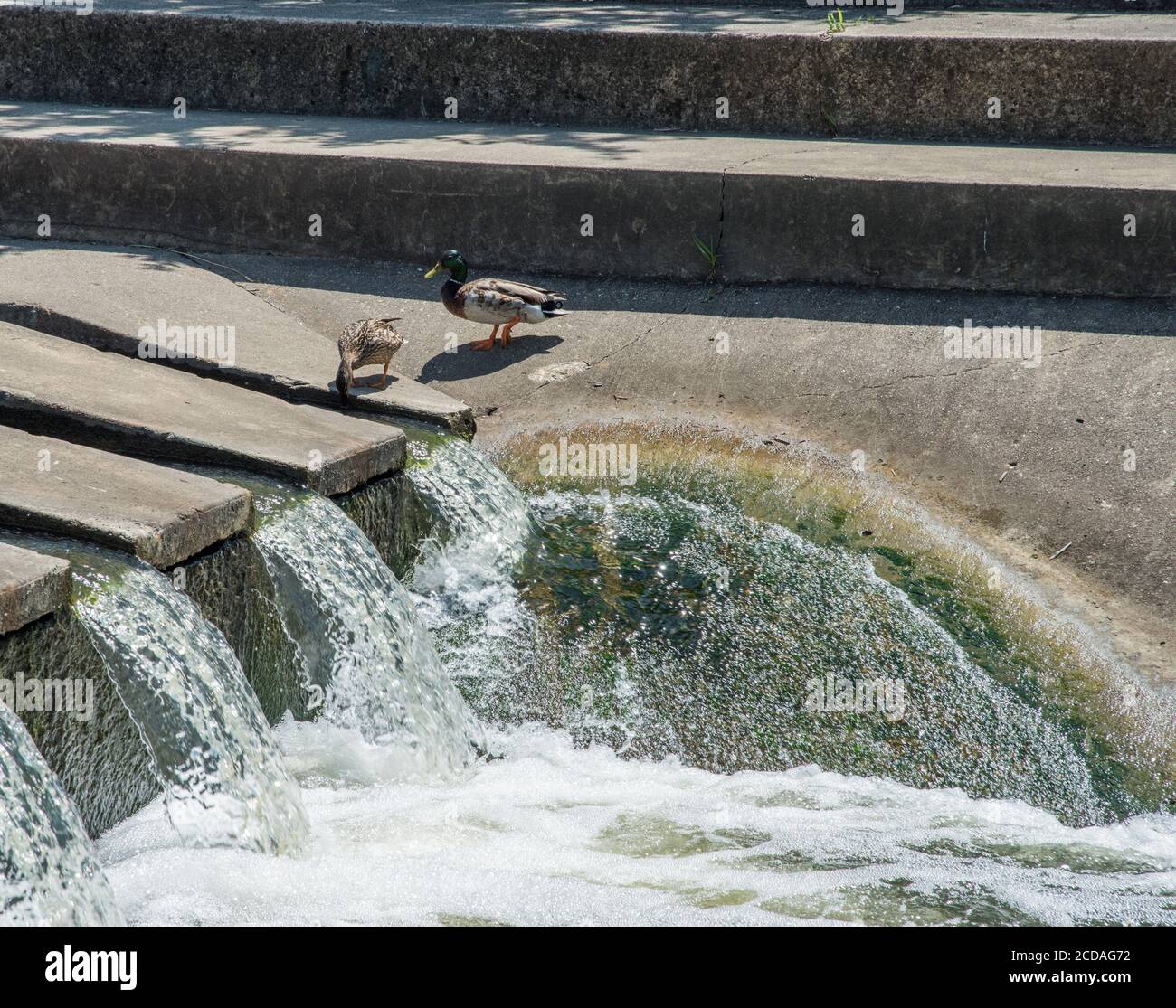 Ducks thirsty duck hi-res stock photography and images - Alamy