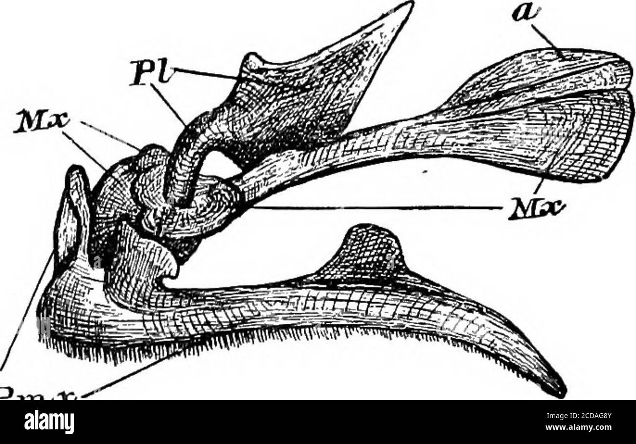 . The skeleton of the black bass . in the pterygopalatine arch ofthis ...