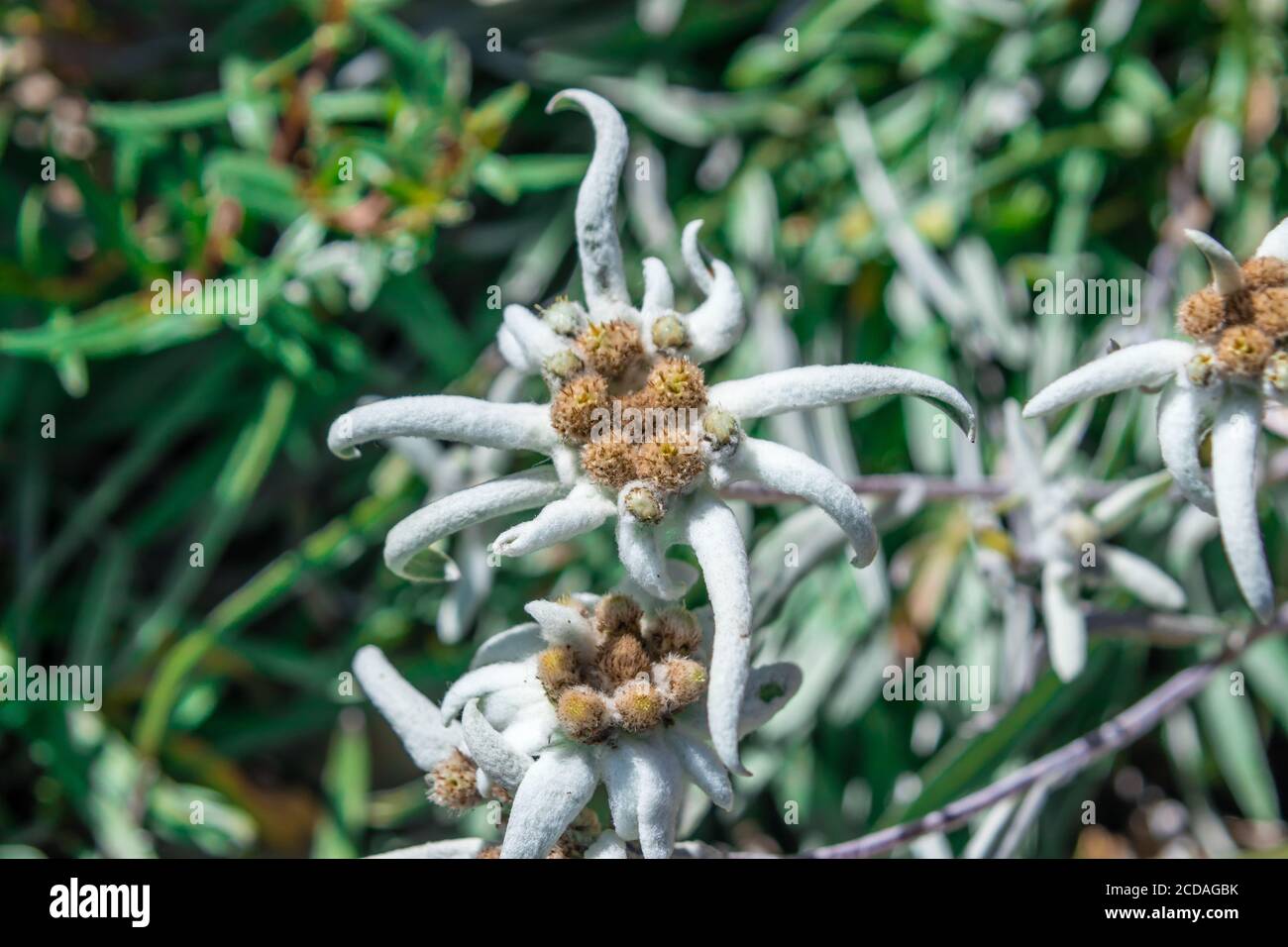 Edelweiss National Flower Switzerland High Resolution Stock Photography ...