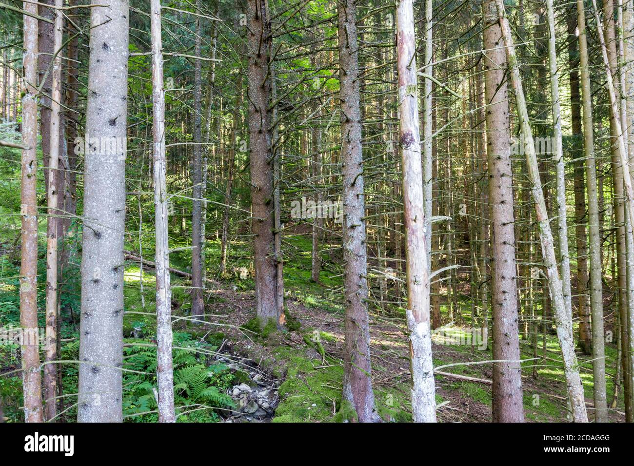 Pines and Conifers forest from the French Alps Stock Photo - Alamy