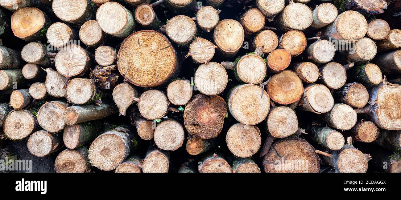 A big pile of wood in a forest road Stock Photo - Alamy