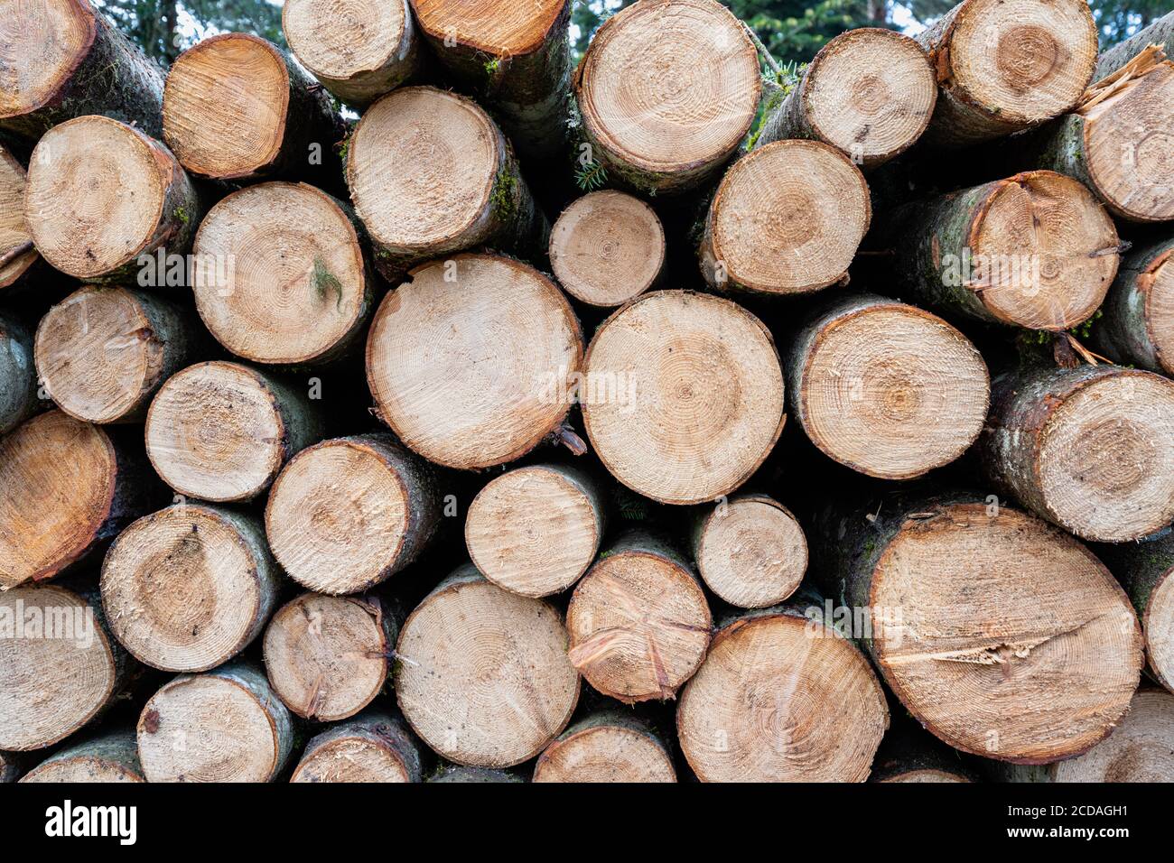 A big pile of wood in a forest road Stock Photo - Alamy