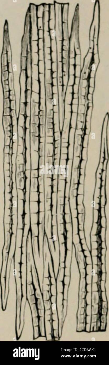 . The microscopy of vegetable foods, with special reference to the ...