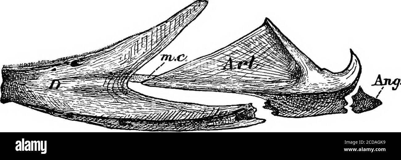 A cod skeleton Black and White Stock Photos & Images - Alamy