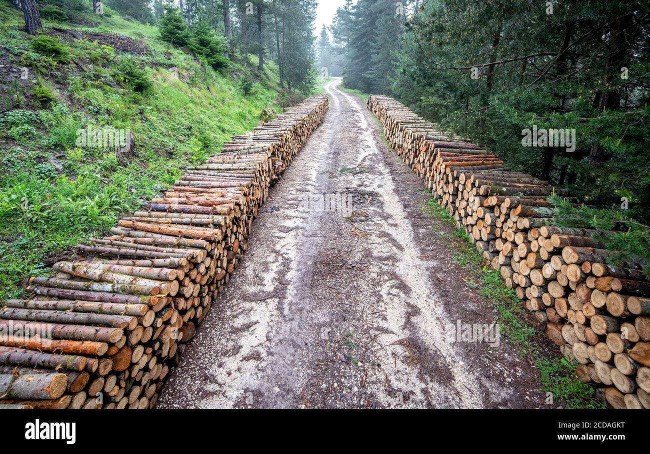 A big pile of wood in a forest road Stock Photo - Alamy
