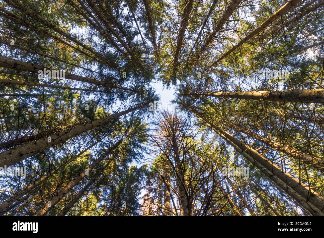 Pines and Conifers forest from the French Alps Stock Photo - Alamy
