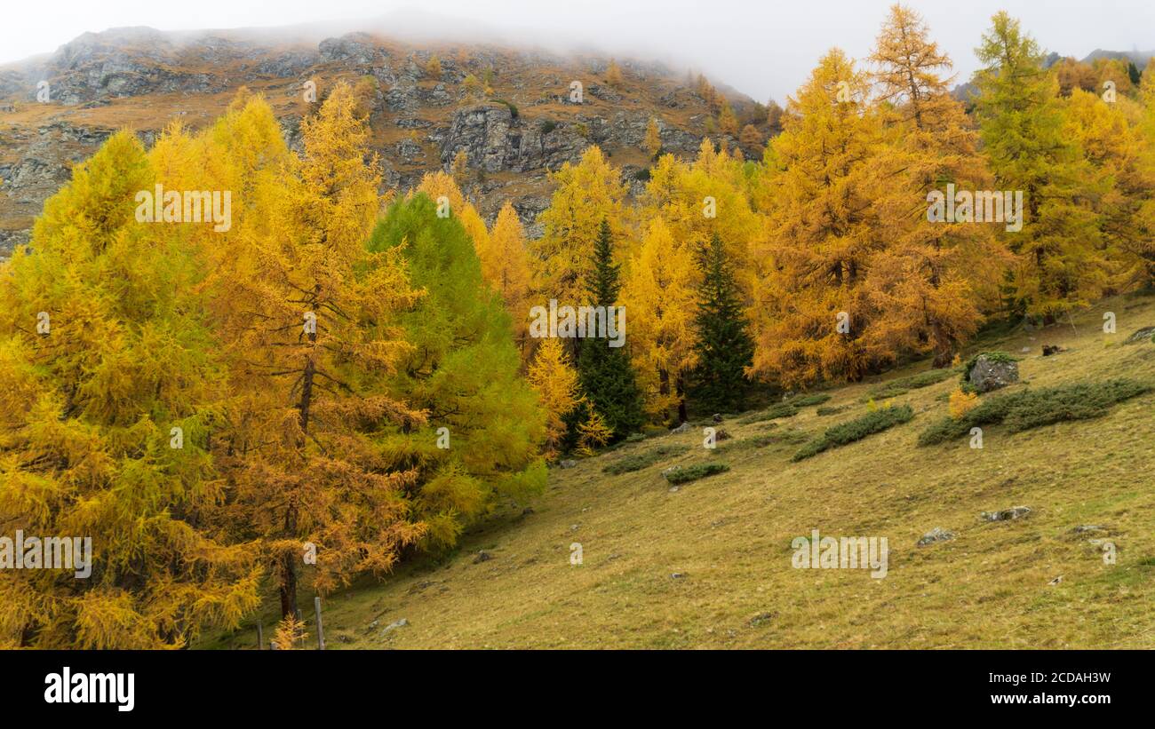 Autumn colors in the Alpine forests of Austria Stock Photo - Alamy