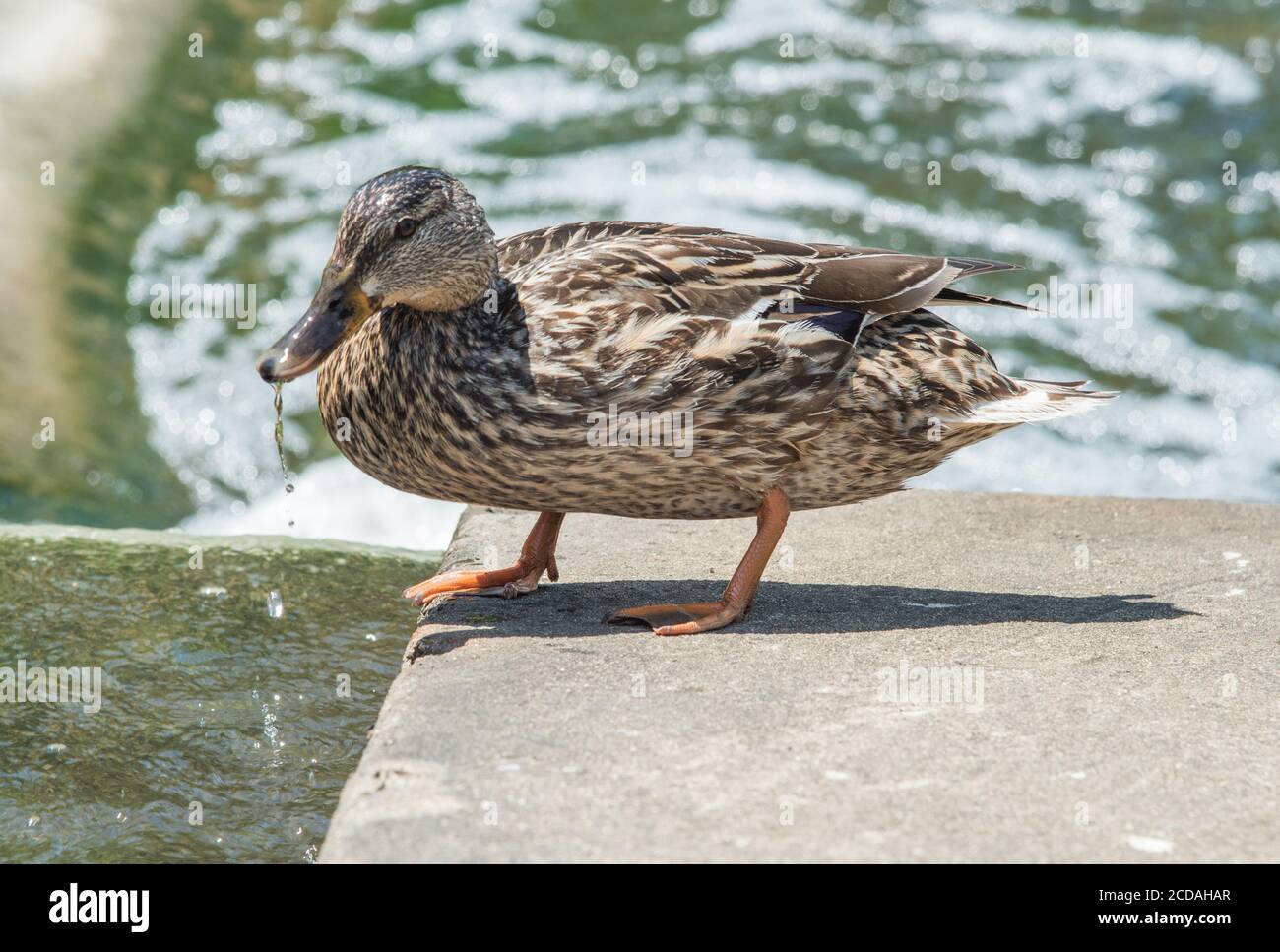 Dripping duck hi-res stock photography and images - Alamy