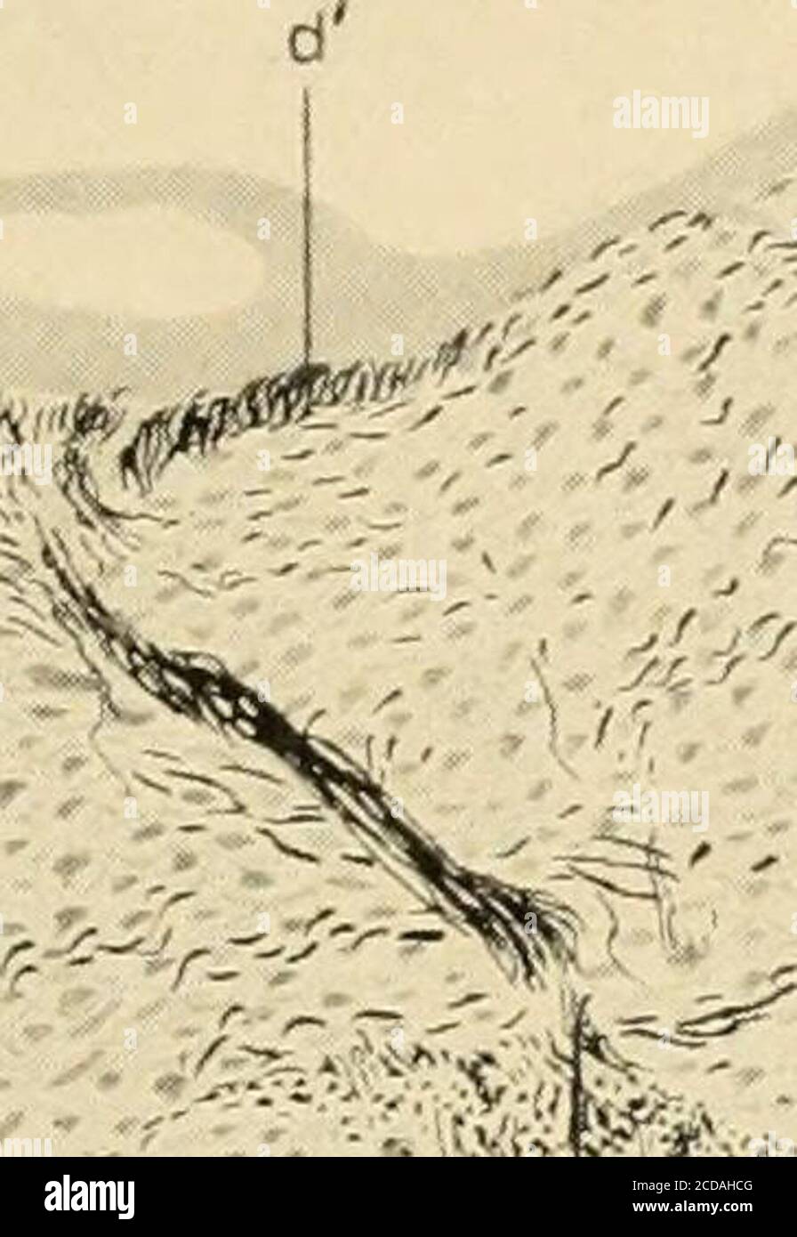 Connective Tissue Septa High Resolution Stock Photography and Images ...