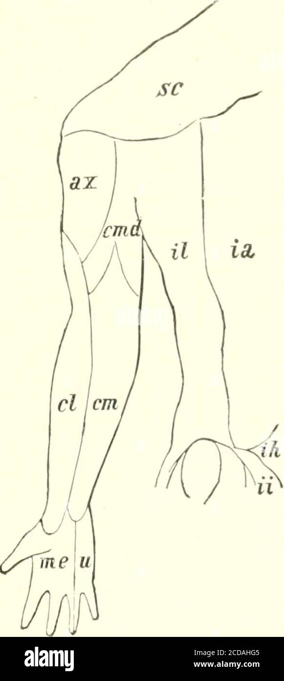 Axillary Nerve Distribution