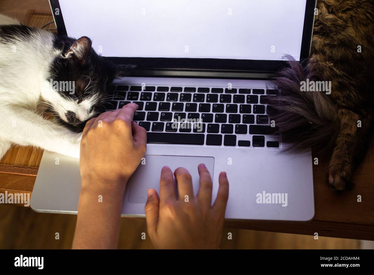 Cats on computer screen hi-res stock photography and images - Alamy