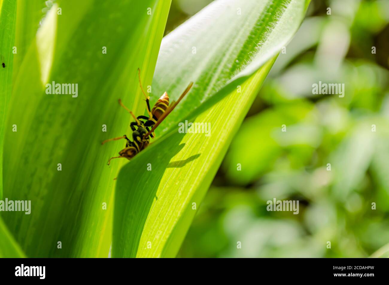 Guinea wasp hi-res stock photography and images - Alamy