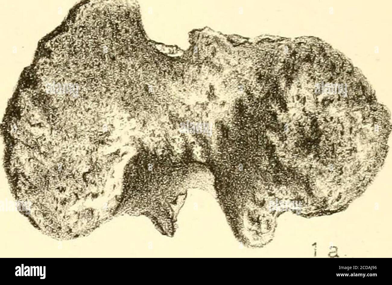 . Report of the geological survey of North Carolina. Vol. I. Physical ...
