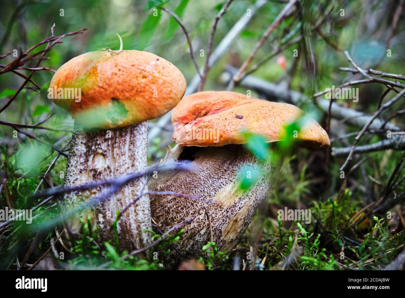 Two orange cap mushroom growing in the forest, surrounded by shrubbery ...
