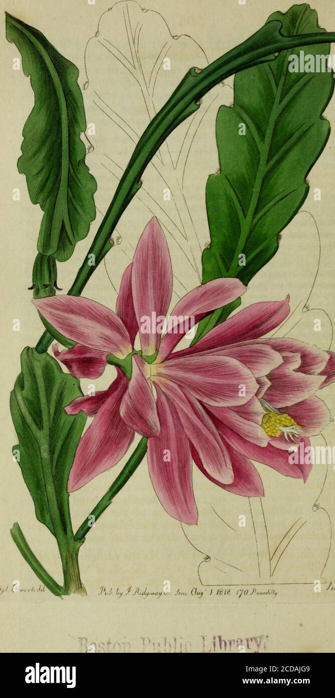 Round edged flower hi-res stock photography and images - Alamy