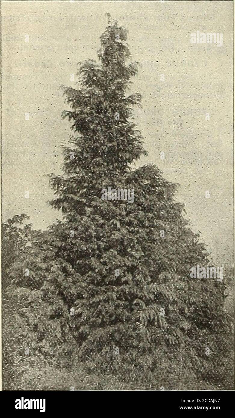 Dwarf yew hi-res stock photography and images - Alamy