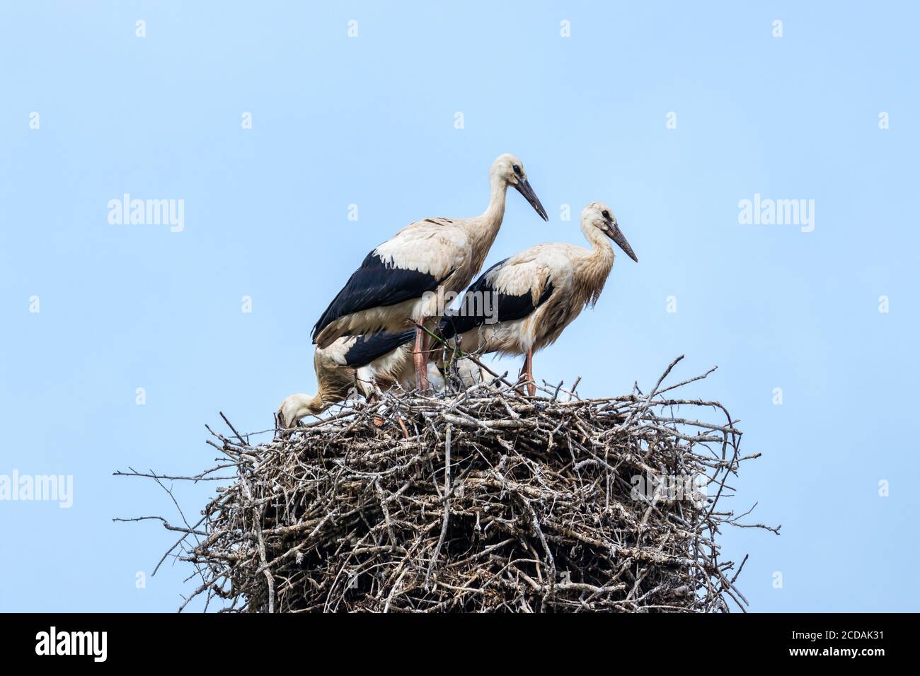European white stork breeding babies before migration in their nest ...