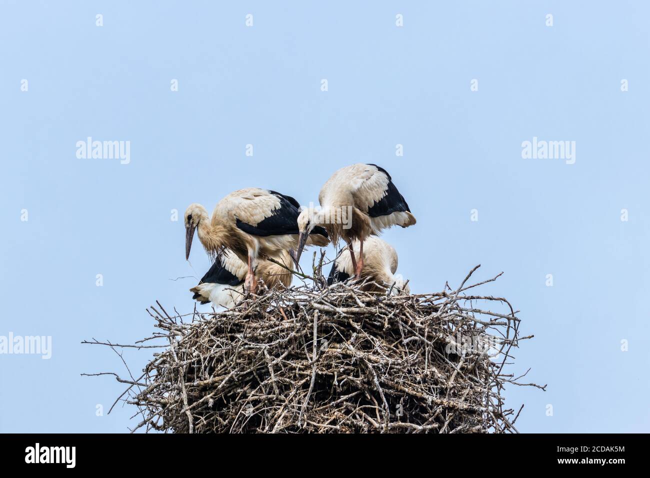 Black necked stork nest hi-res stock photography and images - Alamy