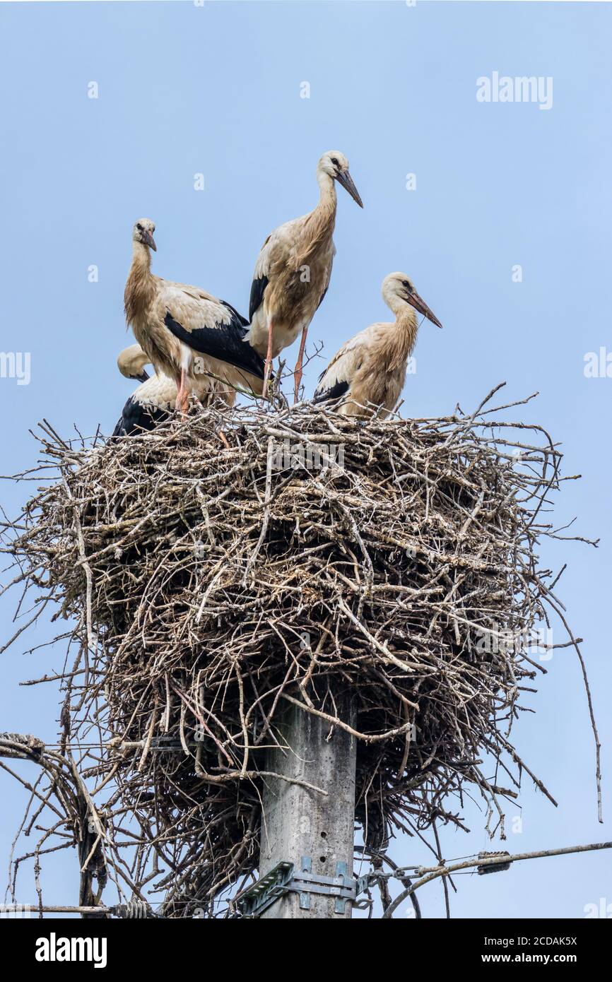 European white stork breeding babies before migration in their nest ...