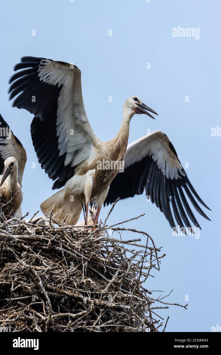 European white stork breeding babies before migration in their nest ...