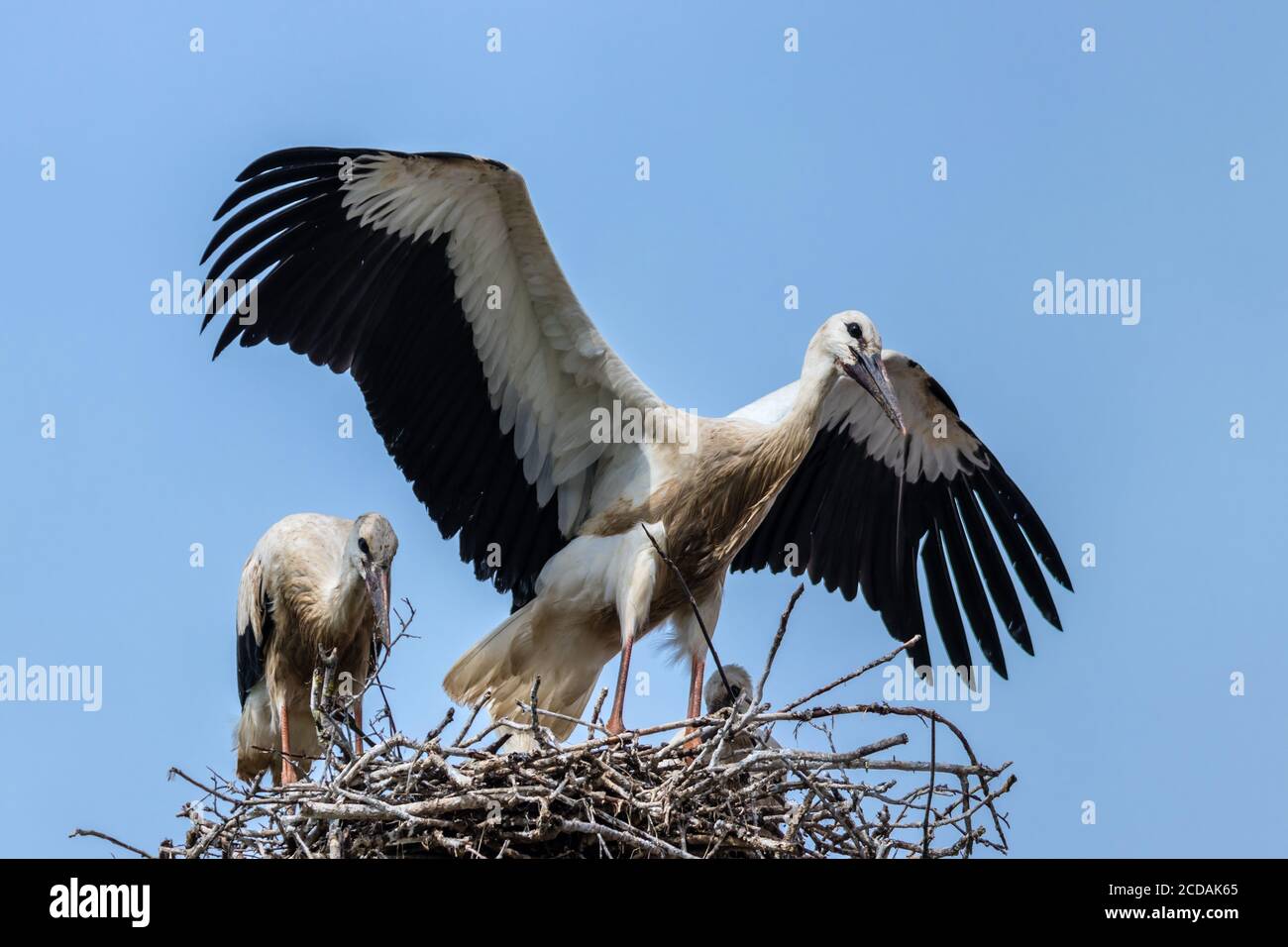European white stork breeding babies before migration in their nest ...