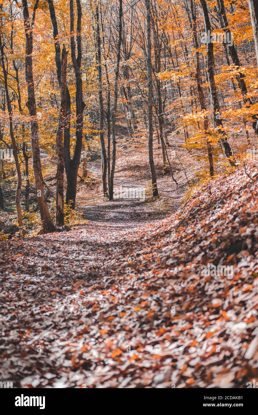 Autumn forest landscape in orange colors in the fall Stock Photo - Alamy