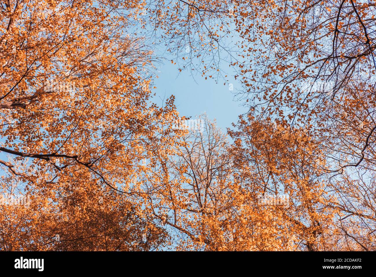 Autumn forest landscape in orange colors in the fall Stock Photo - Alamy