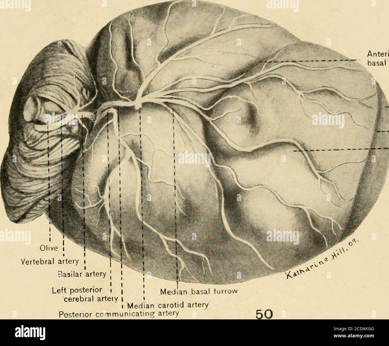 . Journal of comparative neurology . Base of cere-bral vesicle ...