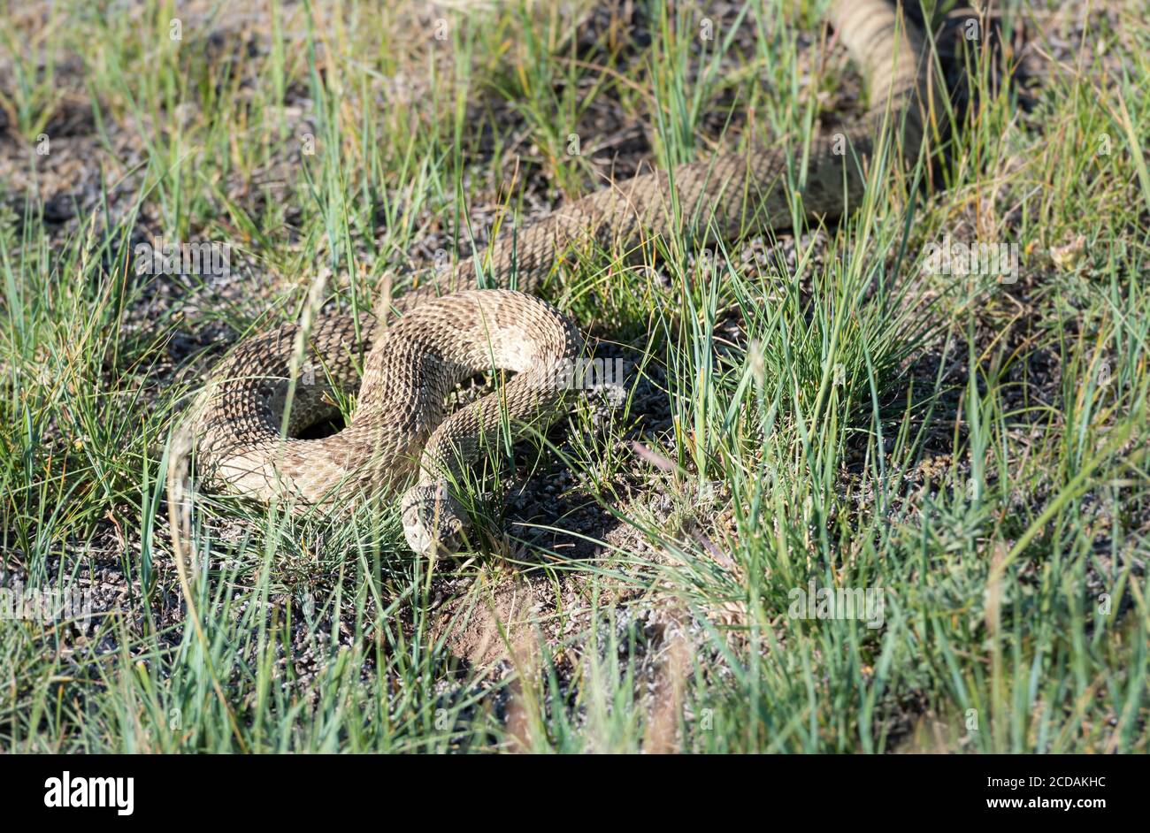 Prairie rattle snake hi-res stock photography and images - Alamy