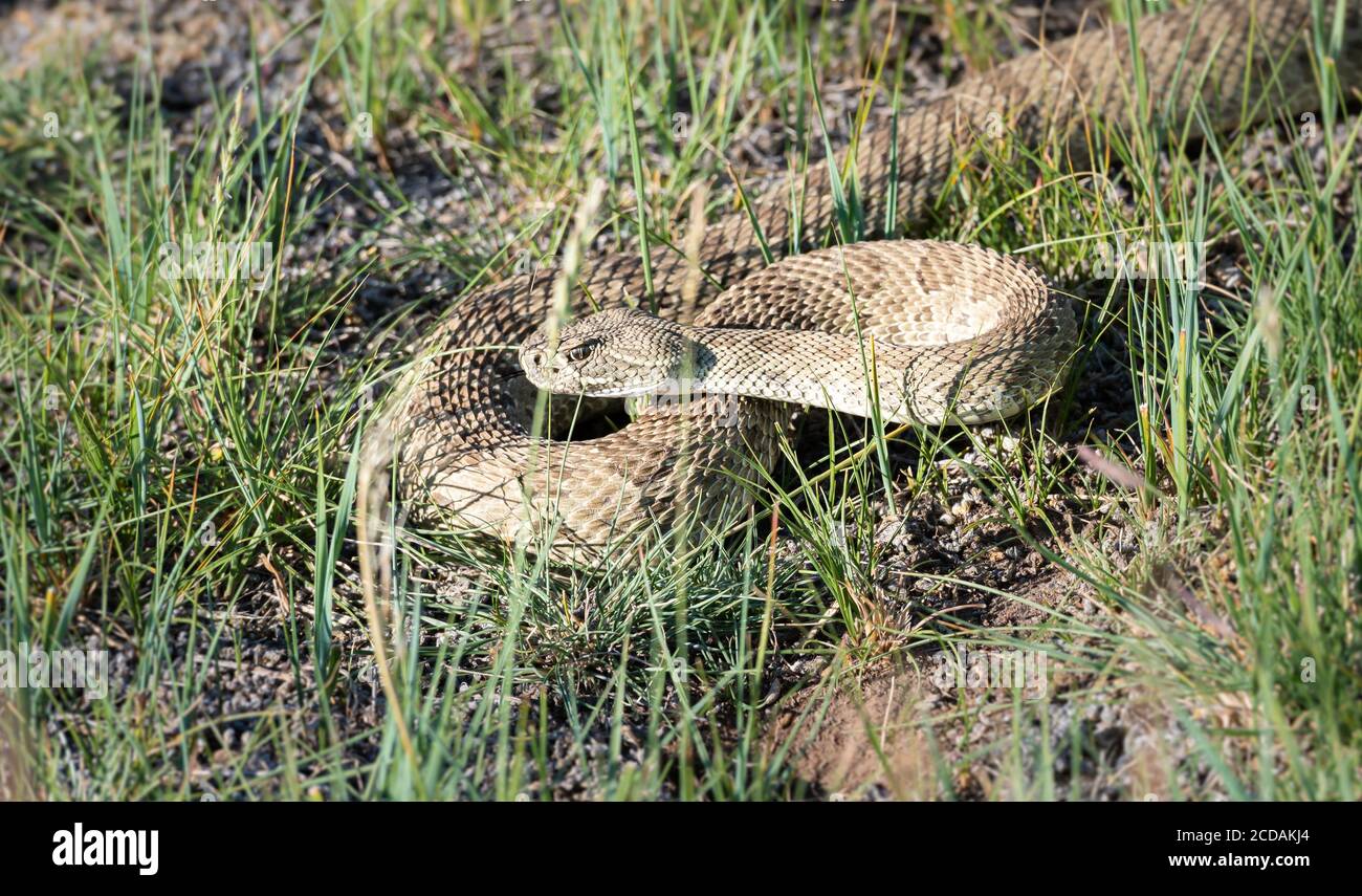 Prairie rattle snake hi-res stock photography and images - Alamy