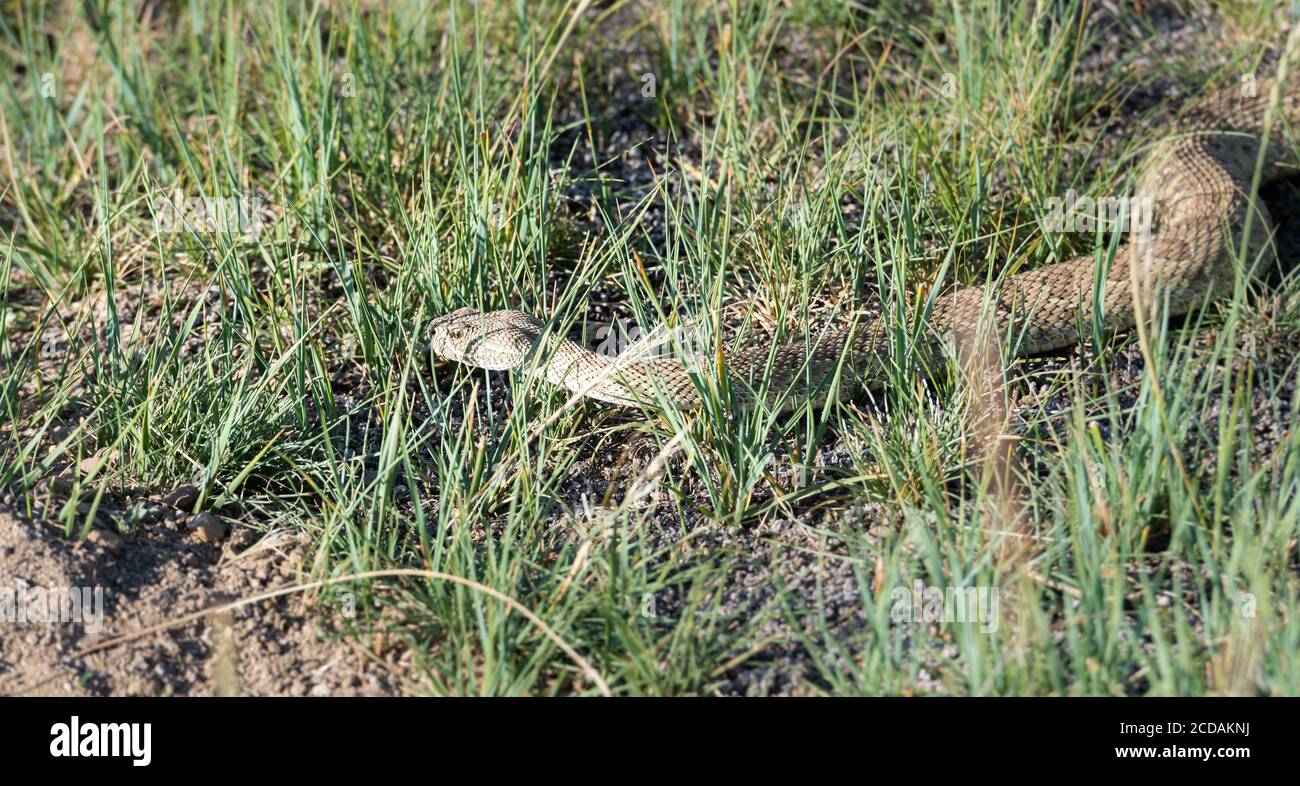 Prairie Rattle Snake High Resolution Stock Photography and Images - Alamy