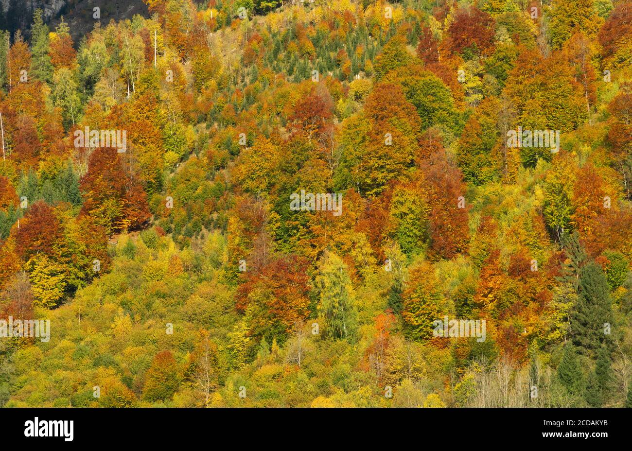 Colorful mixed forest in the Alps Stock Photo - Alamy