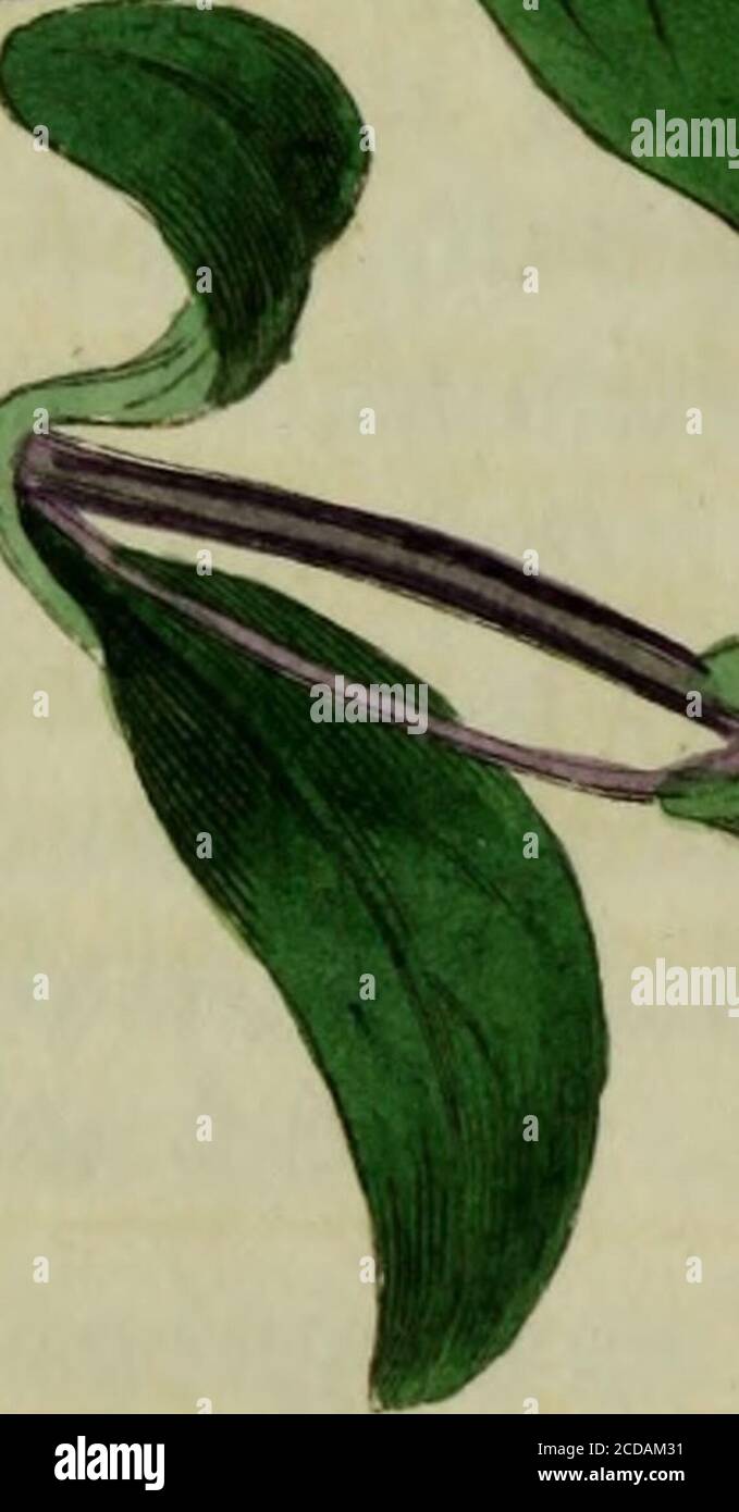 Slanted teeth hi-res stock photography and images - Alamy