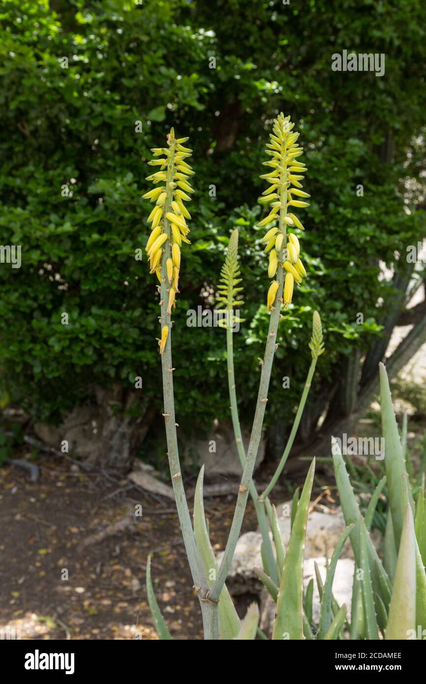 The yellow flowers of an aloe plant, Aloe vera, in bloom at Fort Nassau ...