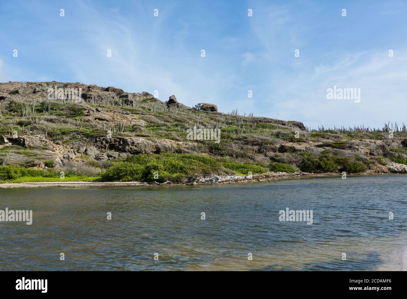 A forest of columnar Mexican Organ Pipe Cactus, Stenocereus griseus ...
